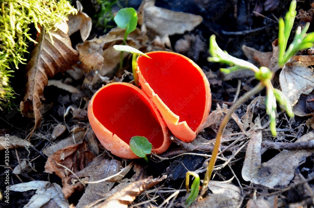 Sarcoscypha coccinea, the Ruby Elfcup red fungus grows in the forest ...