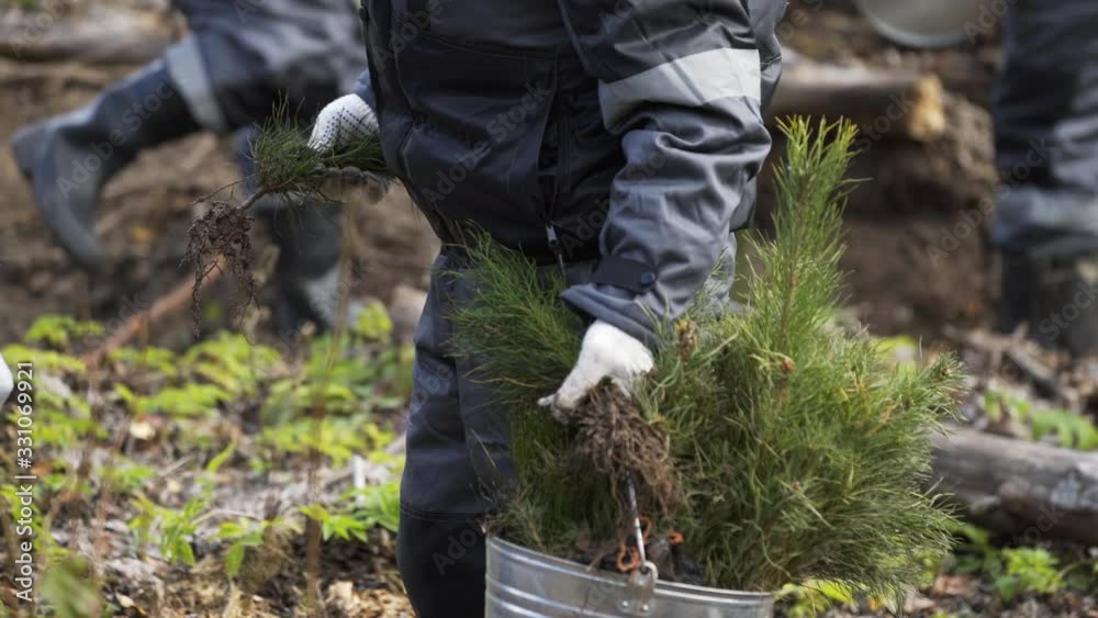 Planting forests manually. Reforestation on the planet. Working process ...