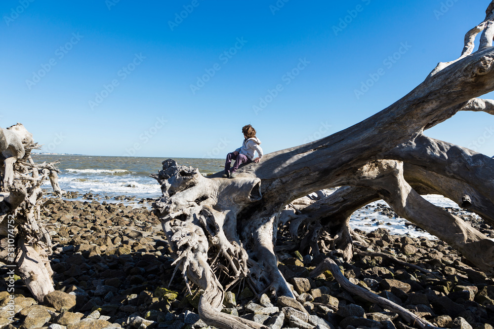 6 year old boy climbing on massive trees lying in ocean water ...