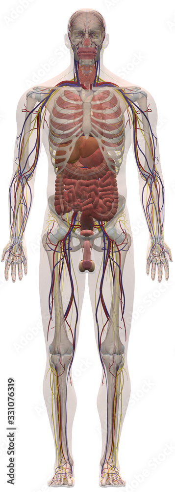 Human Anatomy Male Body From Front Stock Illustration | Adobe Stock