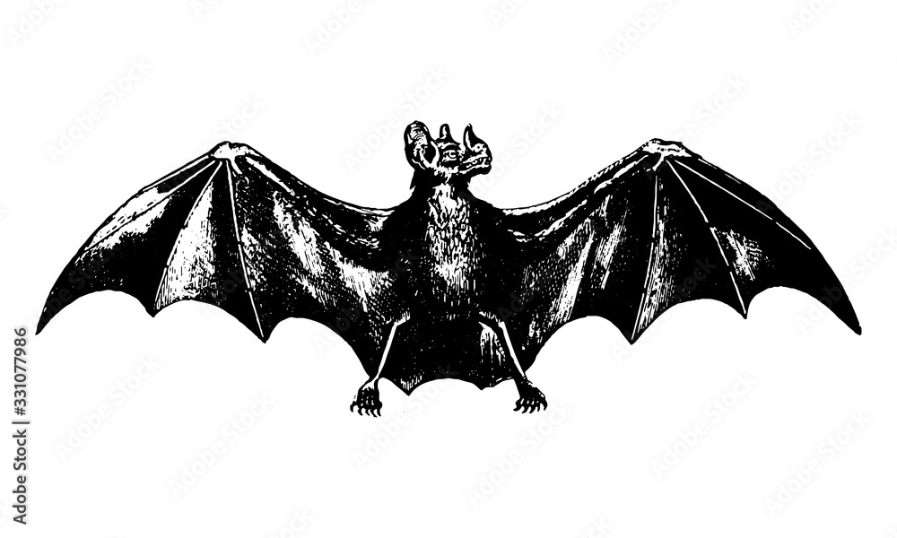 Vintage Bat Illustration Stock Vector | Adobe Stock
