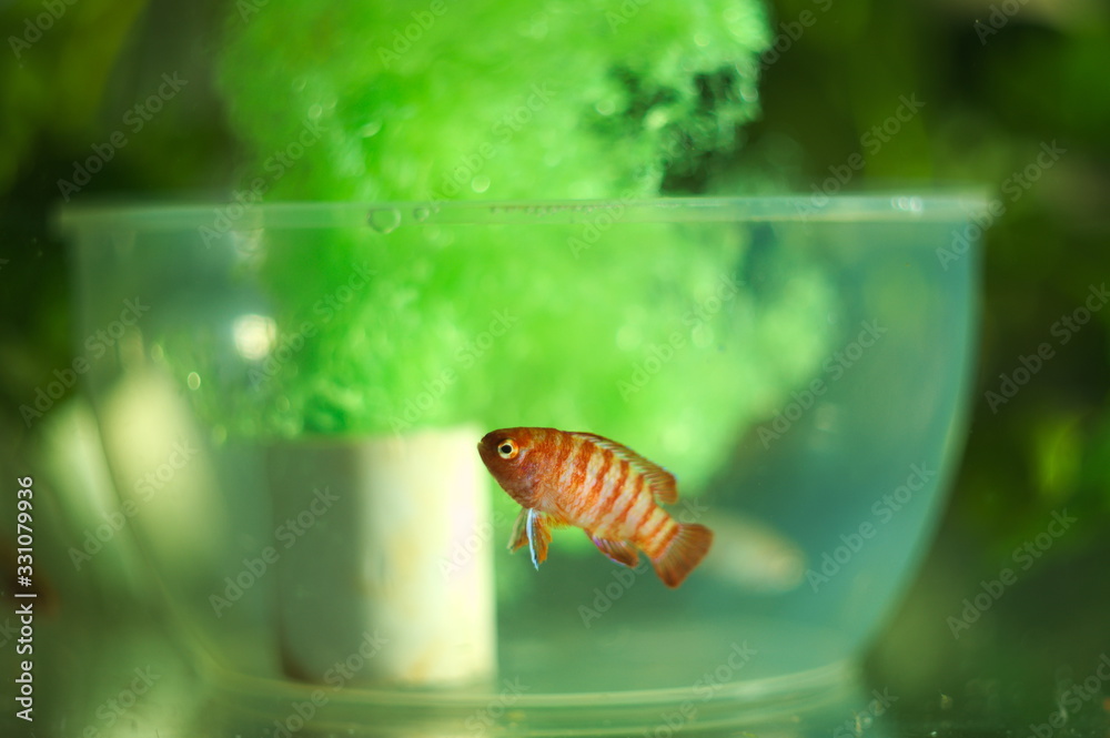 Dario dario / Scarlet Badis tropical fish in aquarium Stock Photo ...