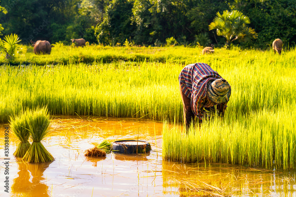 Foto de Farmers farming on rice field. Farmer are planting rice in the ...