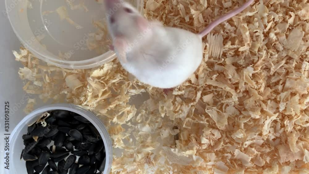 White albino laboratory mouse sitting and running in a plastic box ...