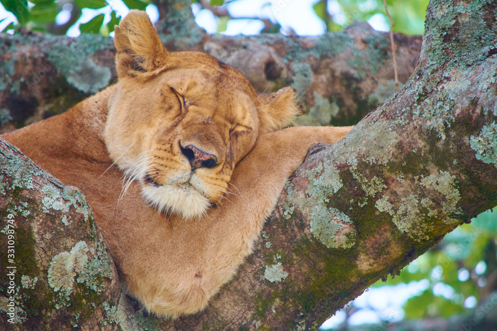 Lioness And Lion Sleeping