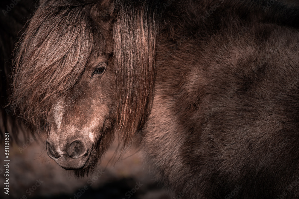 Pony close up. Shetland pony,, farm animal with beautiful long hair ...