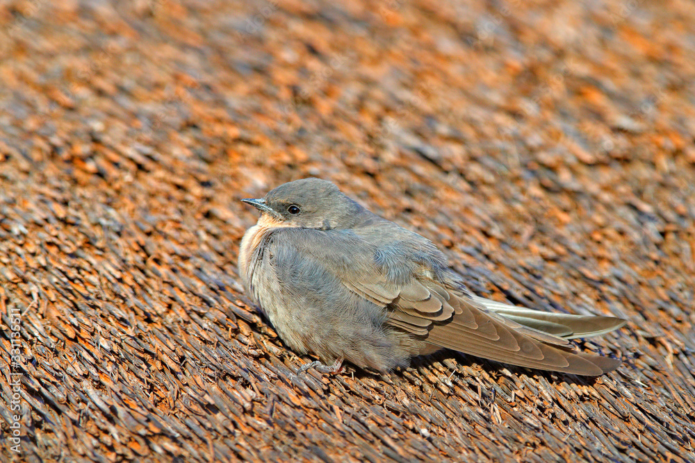 Rock martin, Ptyonoprogne fuligula, small passerine bird in the swallow ...