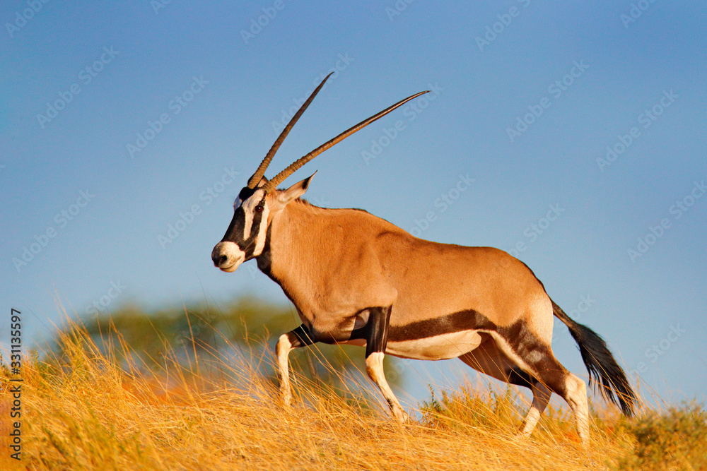Gemsbok with golden grass. Gemsbuck, Oryx gazella, large antelope in ...