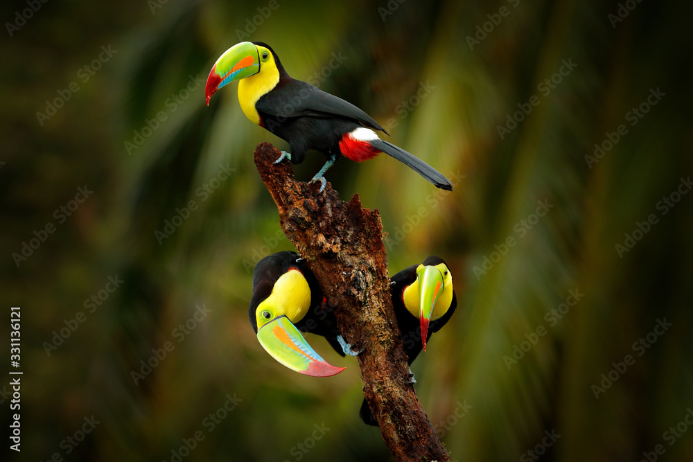 Keel-billed Toucan, Ramphastos sulfuratus, bird with big bill sitting ...