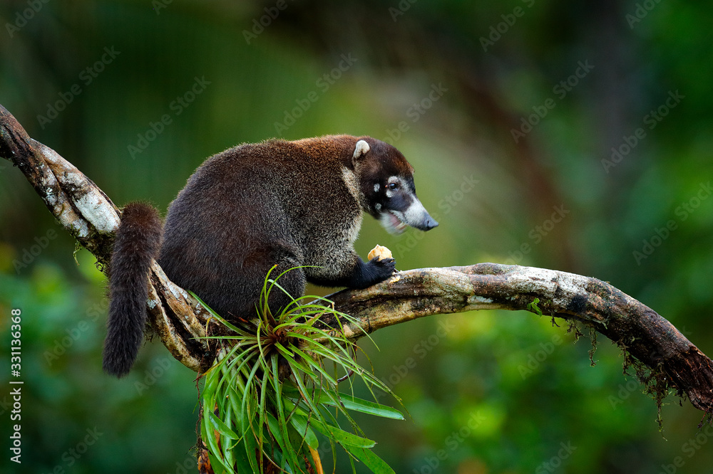 White-nosed Coati, Nasua narica, on the tree in National Park Manuel ...