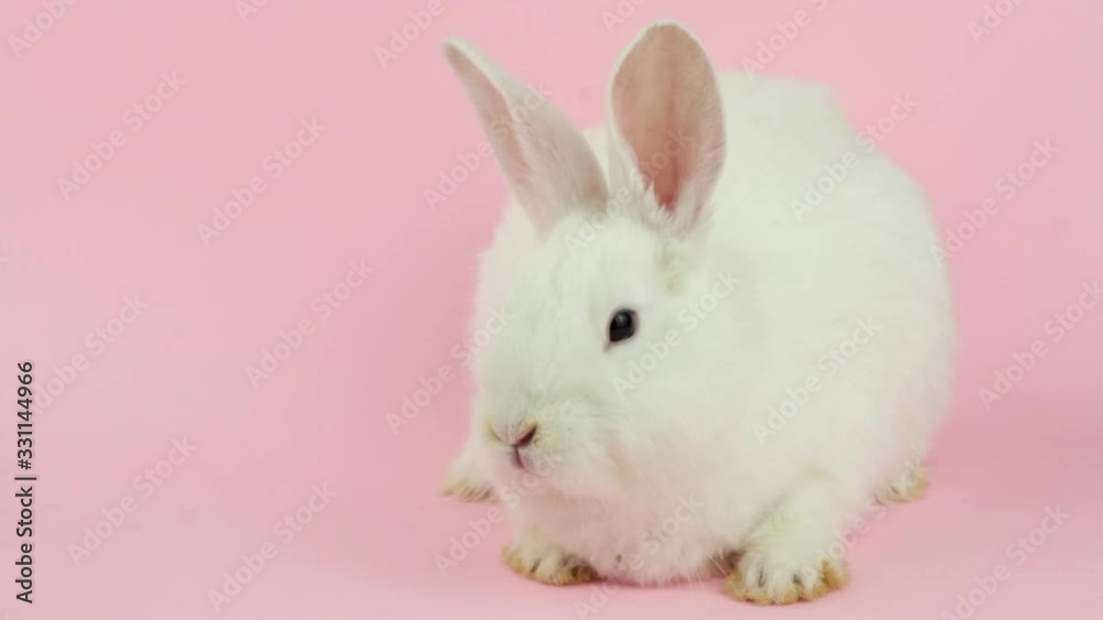 little fluffy white rabbit looking at the camera on a colored ...