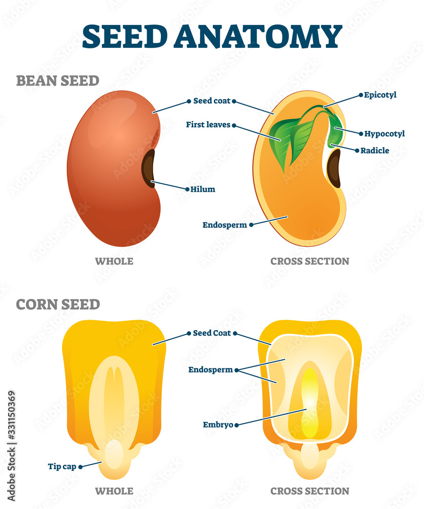 Seed anatomy vector illustration. Labeled educational botany structure ...