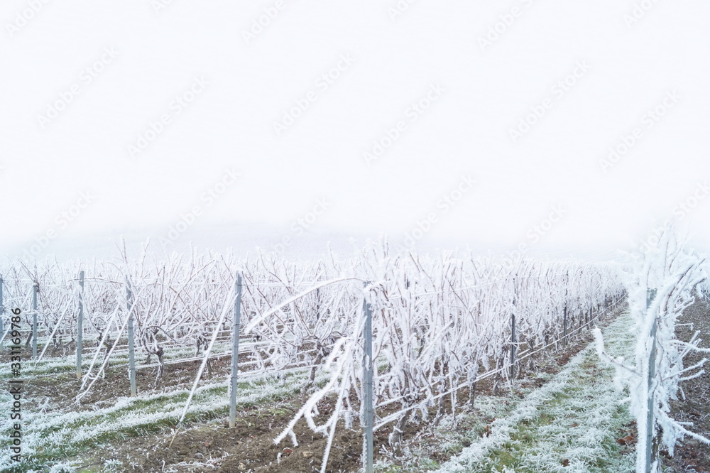 Snow covered vineyard in the winter after a freezing rain storm and on ...