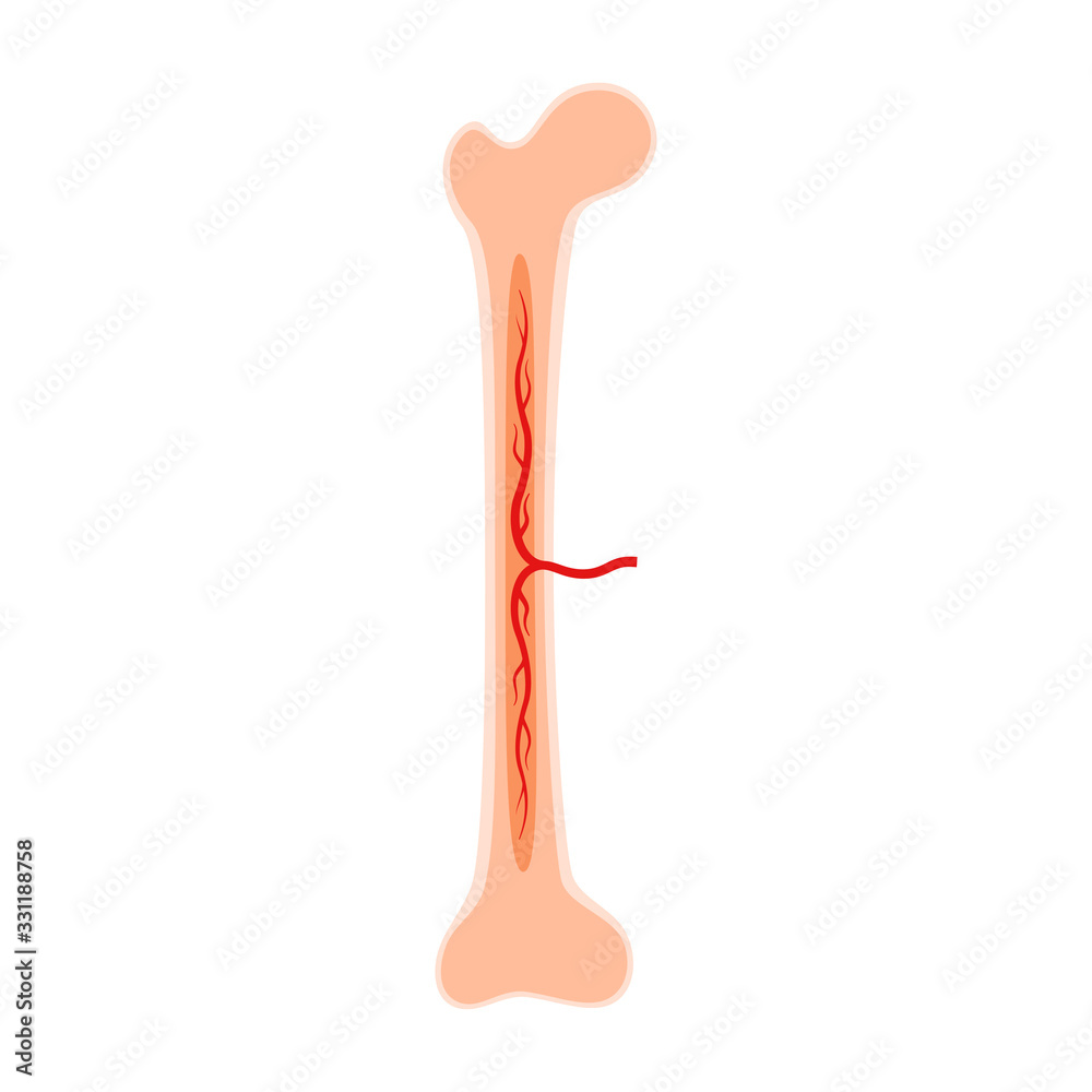 Human bone anatomy Stock Vector | Adobe Stock