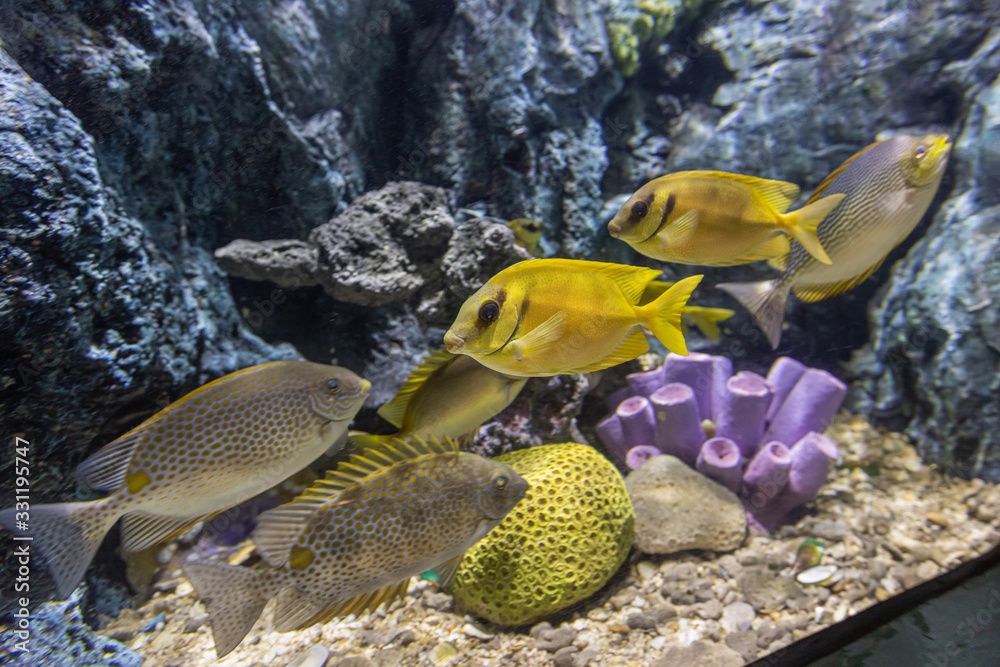 Colorful sea fish and friends, Small life from the sea became the star ...