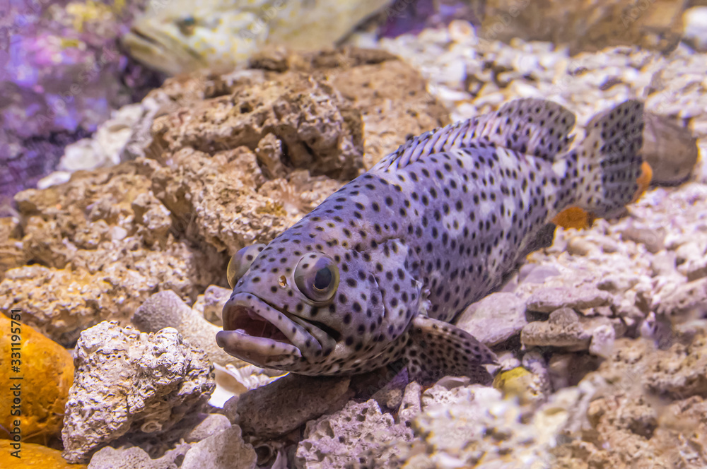 Colorful sea fish and friends, Small life from the sea became the star ...
