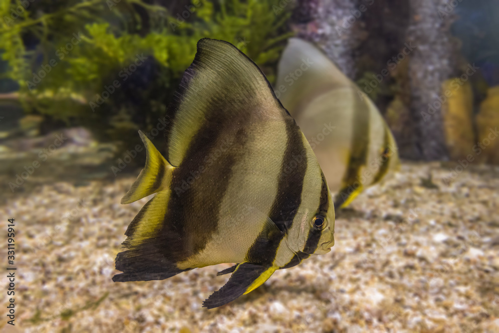 Colorful sea fish and friends, Small life from the sea became the star ...