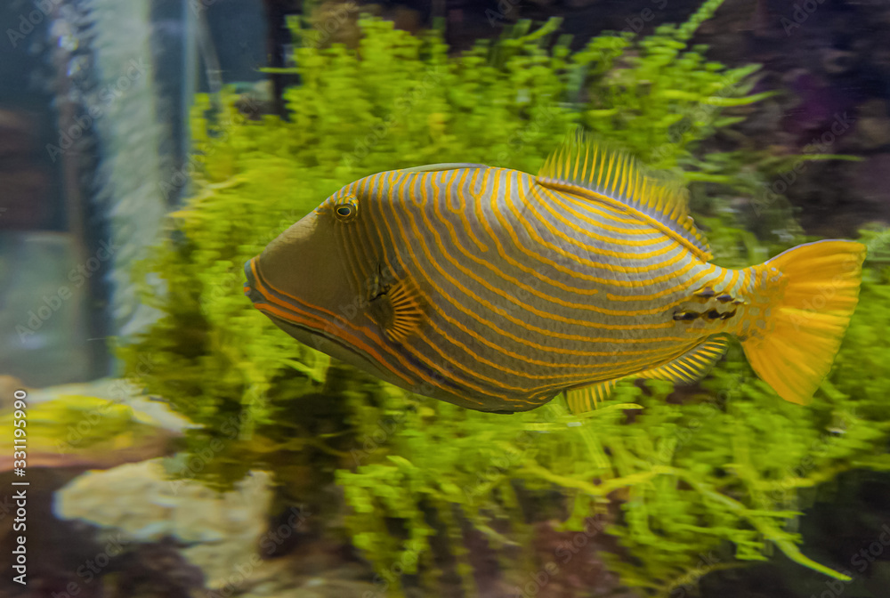 Colorful sea fish and friends, Small life from the sea became the star ...