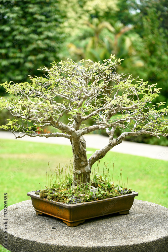 Bonsai tree growing in the botanical garden of Singapore Stock Photo ...