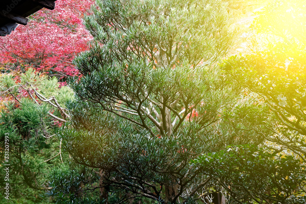 Public Park in Tokyo trees with green crown. Shadows and silence. Stock ...