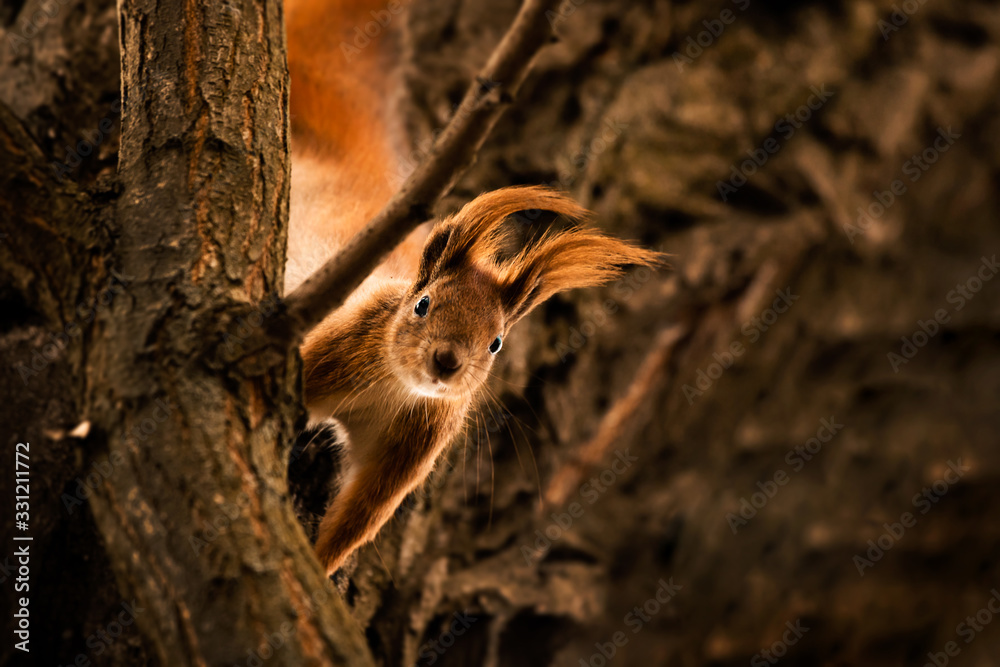 Squirrel on a tree in a strong wind, epic photo of a wild beast Stock ...