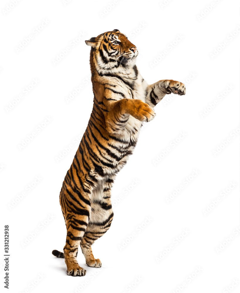 Male tiger on hind legs, big cat, isolated on white Stock Photo | Adobe ...