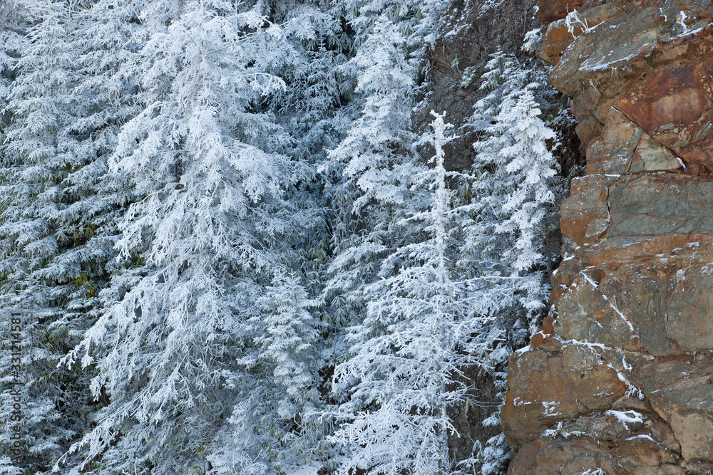 Rime ice coats conifers, Blue Ridge Parkway, North Carolina, USA Stock ...