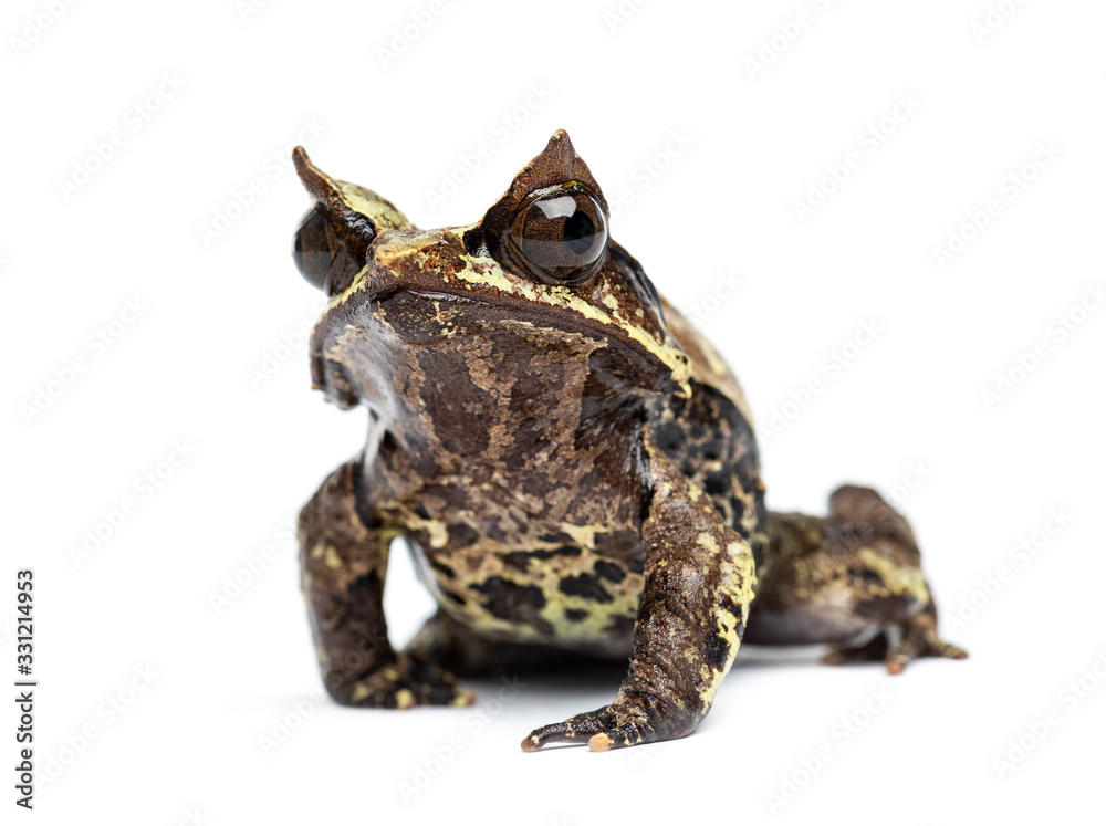 Long-nosed horned frog facing at the camera, Megophrys nasuta Stock ...