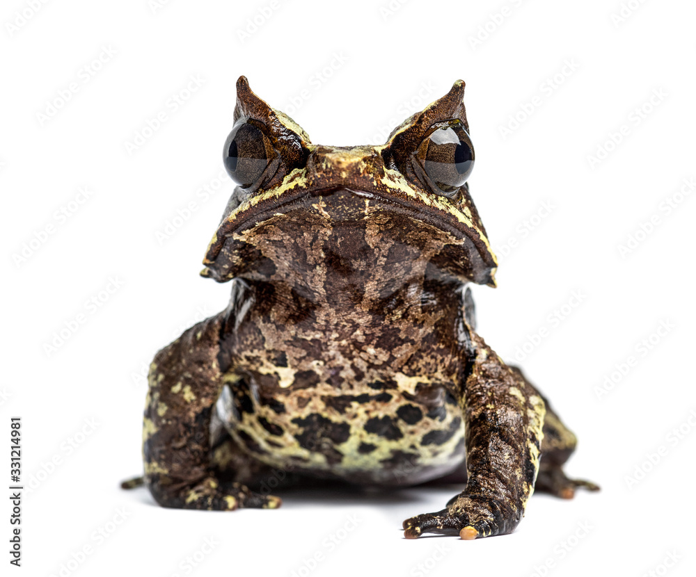 Long-nosed horned frog facing at the camera, Megophrys nasuta Stock ...