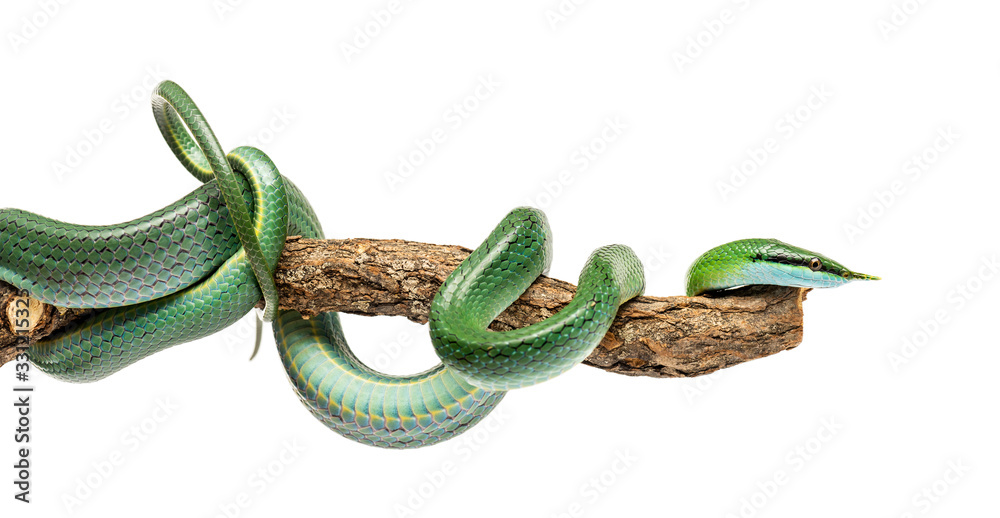 Rhino rat snake on a branch, Rhynchophis boulengeri, isolated Stock ...