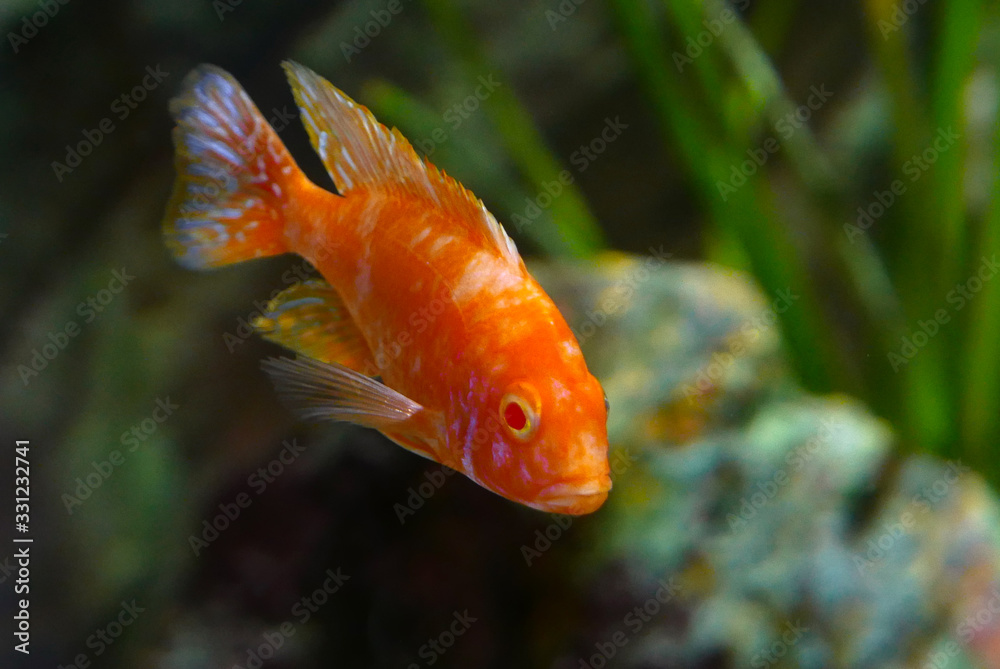 Beautiful african aquarium goldfish type Aulonocara sp. Albino swims in ...