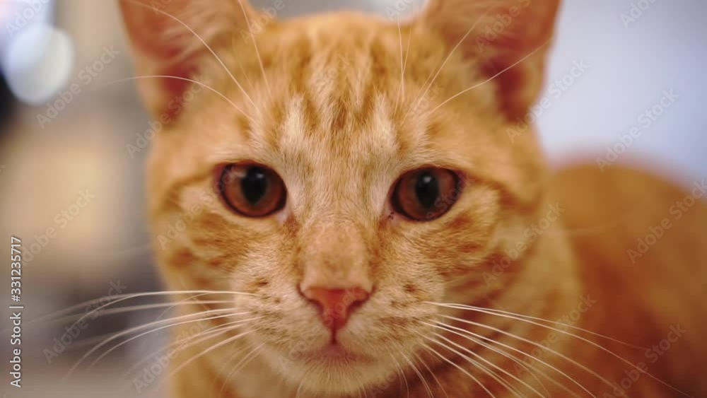 Adorable orange cat zoom in - big eyes staring at camera. No person in ...