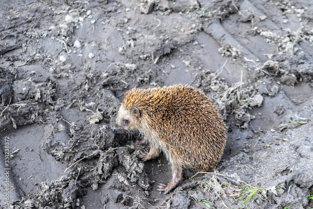 Exhausted animal a little hedgehog on the road with traces of the tread ...
