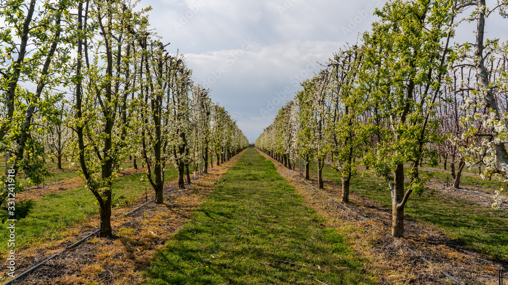 straight green path of a field with trees at spring Stock Photo | Adobe ...