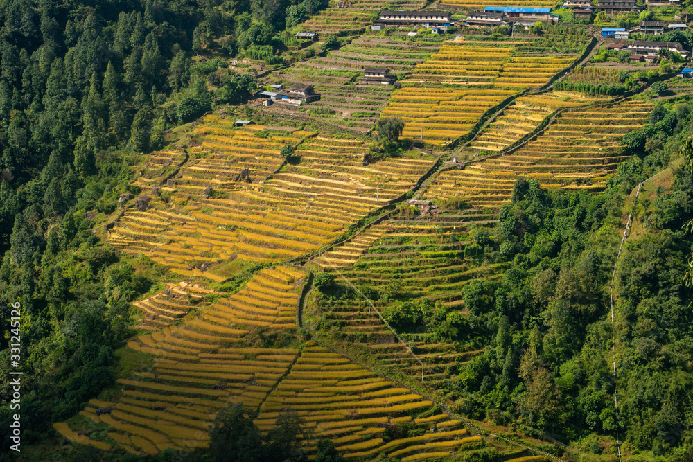 View of the rice field terraces in Chomrong village in Annapurna ...