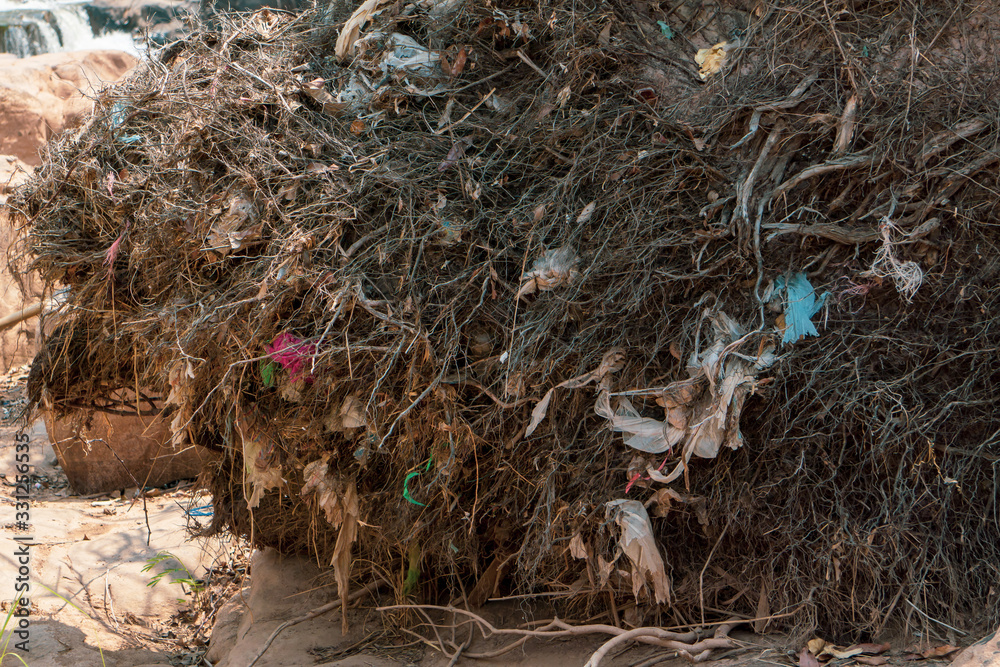 Plastic waste attached to tree roots Stock-Foto | Adobe Stock
