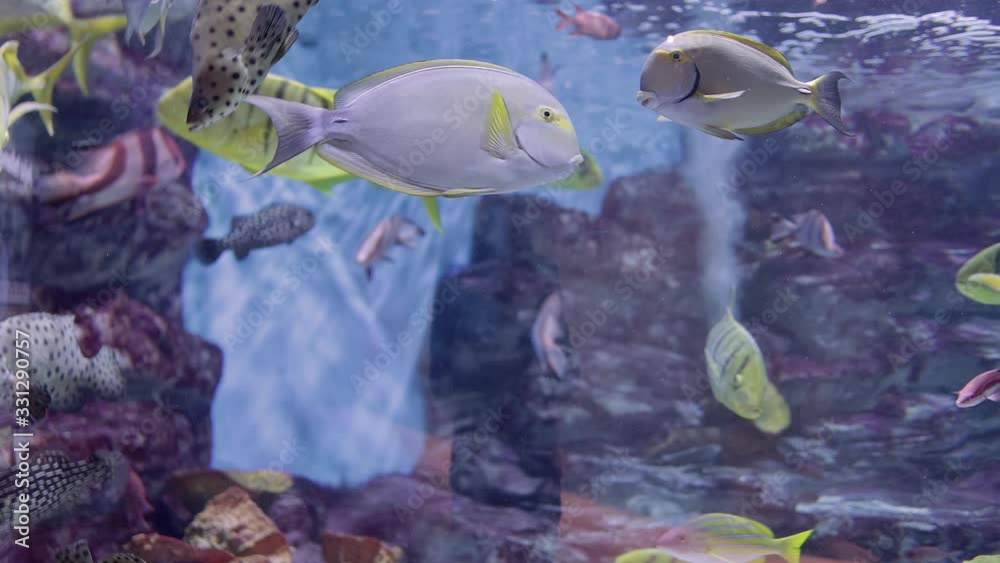 Go to the aquarium and observe the mysterious and beautiful fish that ...