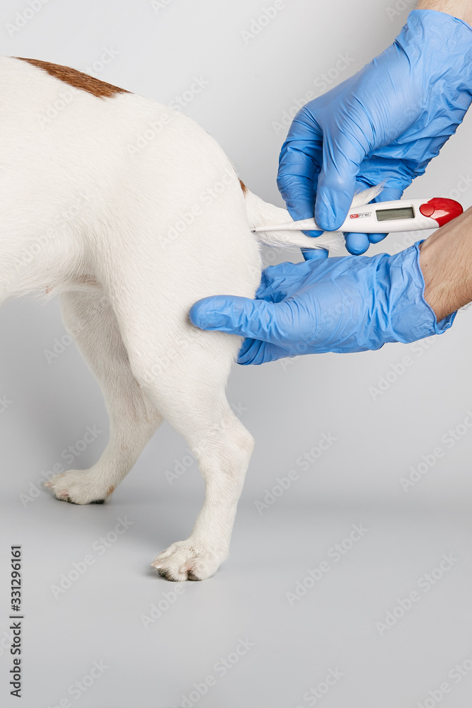 Jack russell or small dog breeds on white background . The veterinarian ...