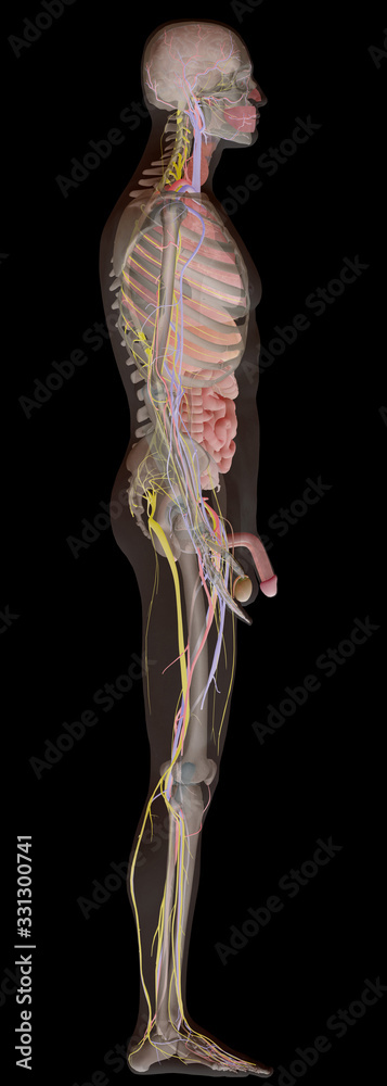 Human Anatomy X-Ray Male Body From Left Stock Illustration | Adobe Stock