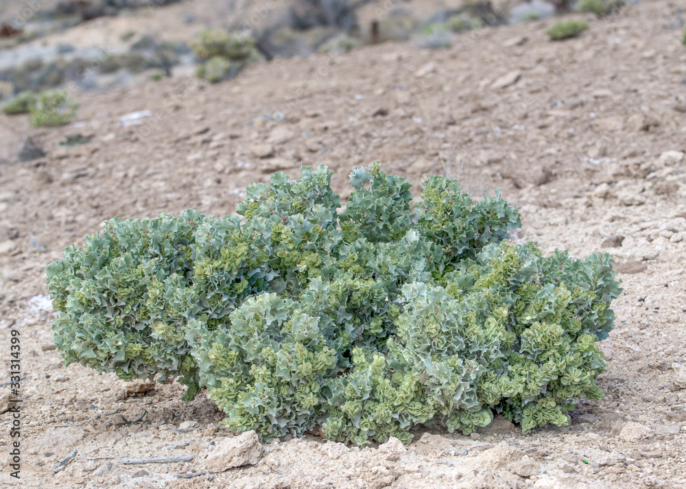 Desert holly (Atriplex hymenelytra) is a glaucous shrub. Its holly-like ...