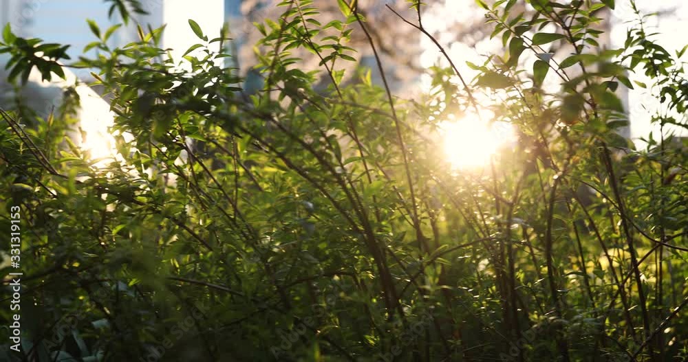 Spring in the big city. Huge building and sunset, green and bloom Stock ...