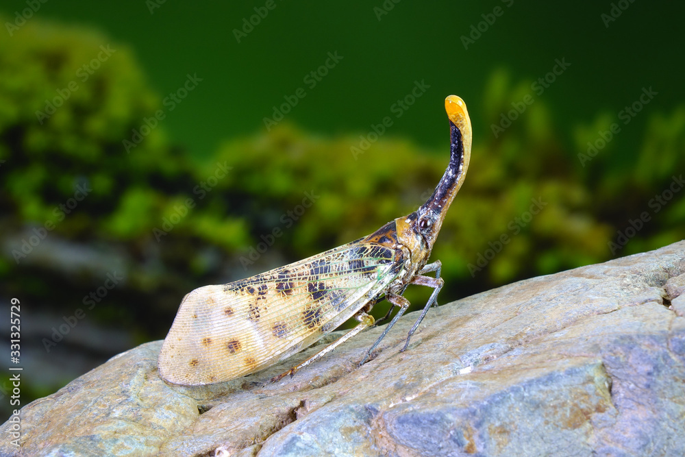 White wing Lantern-fly (Pyrops astarte) is a species of planthopper ...