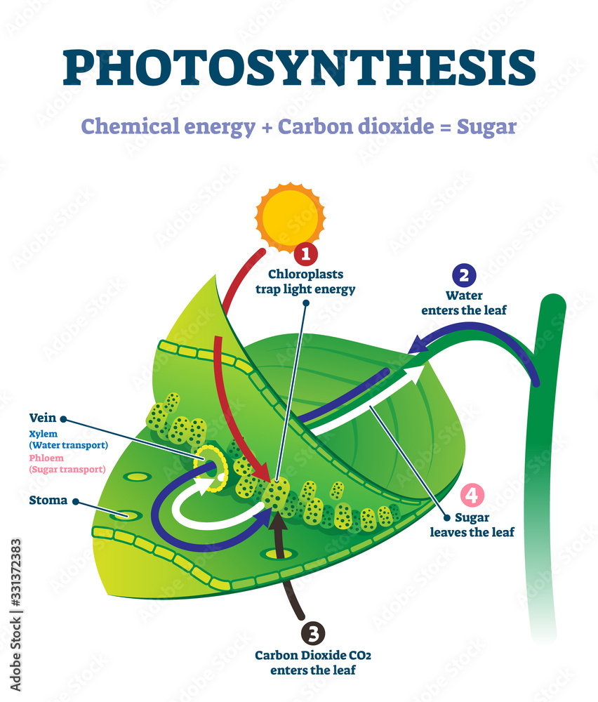 Photosynthesis leaf vector illustration. Labeled educational process ... Photosynthesis leaf vector illustration. Labeled educational process ...