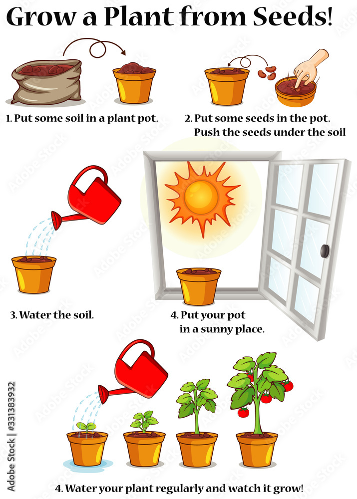Diagram showing how to grow plant from seeds Stock Vector | Adobe Stock