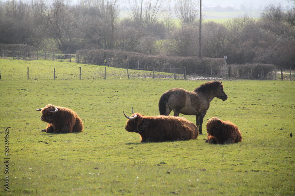 Highland cattle cow parent and child with a tarpan horse and stork ...