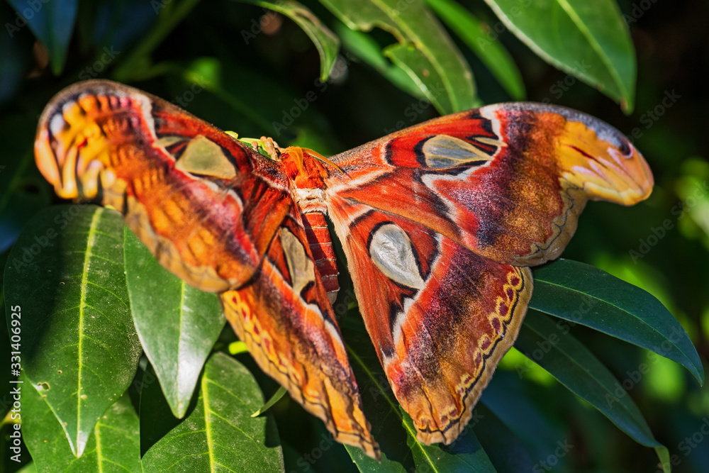 Atlas Moth - Attacus atlas, beautiful large iconic moth from Asian ...