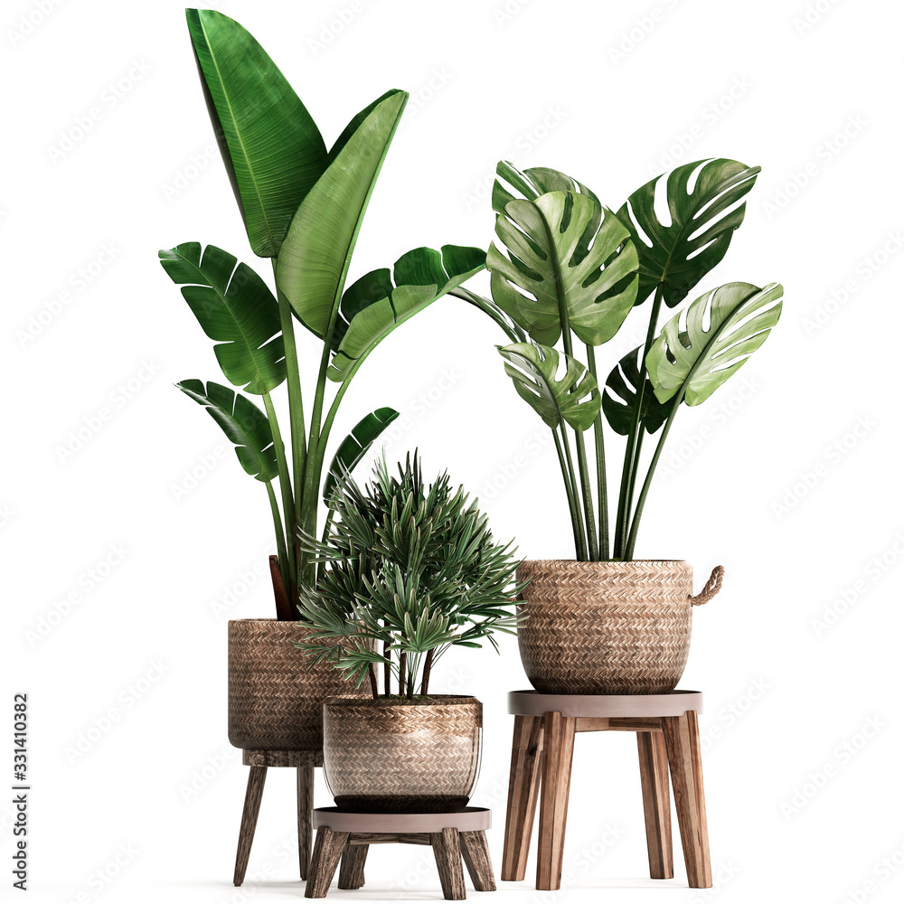 Potted Plant White Background