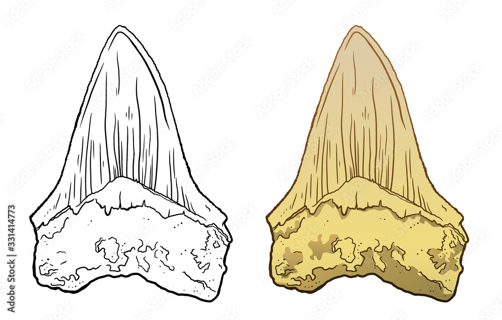 Shark megalodon tooth. Sea Life Hand Drawn line and colour Illustration ...