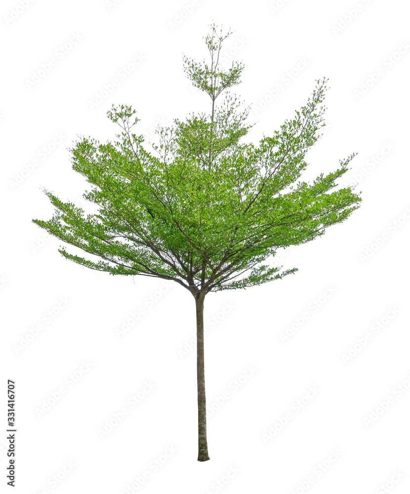 Single tree isolated, a Black afara trees, known as many name are Ivory ...