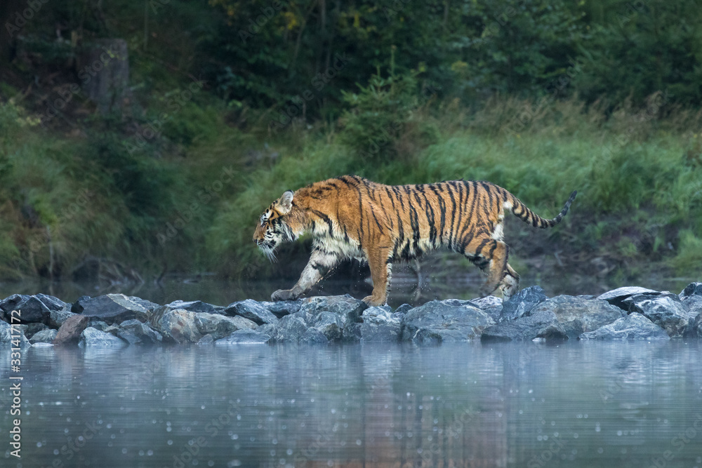 Beautiful young Siberian Tiger in a river, deep in a forest. Amazing ...